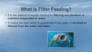 Filter feeding mechanism in echinoderms and organs of respiration in ...