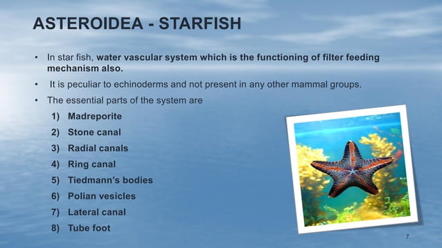 Filter feeding mechanism in echinoderms and organs of respiration in ...