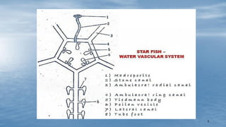 Filter feeding mechanism in echinoderms and organs of respiration in ...