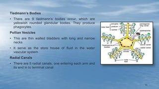 Filter Feeding Diagram