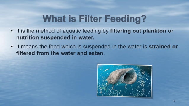 Filter feeding mechanism in echinoderms and organs of respiration in ...