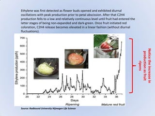 Ethylene Filter presentation | PPT