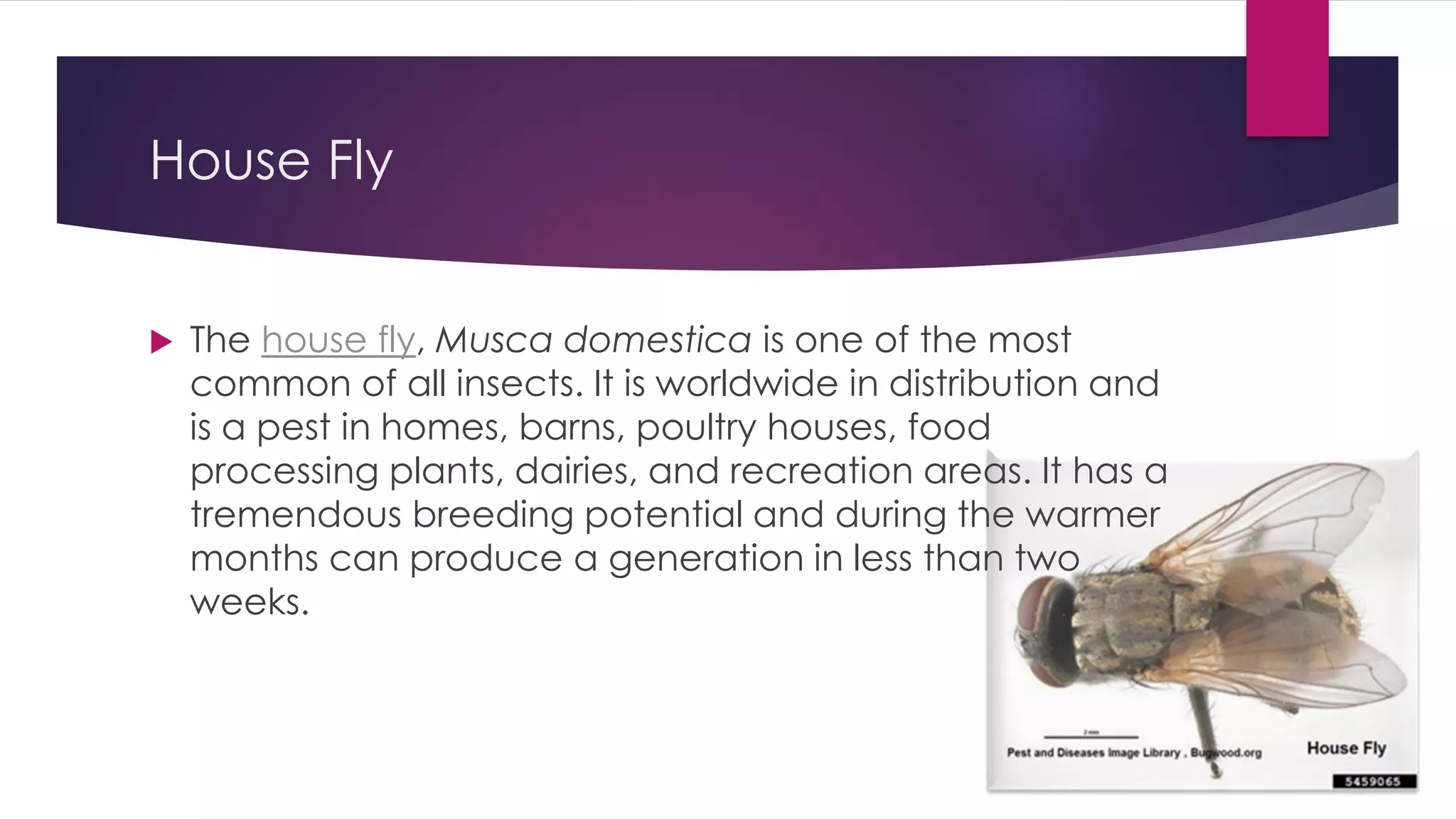 Filth Breeding Flies PDF Course.pdf