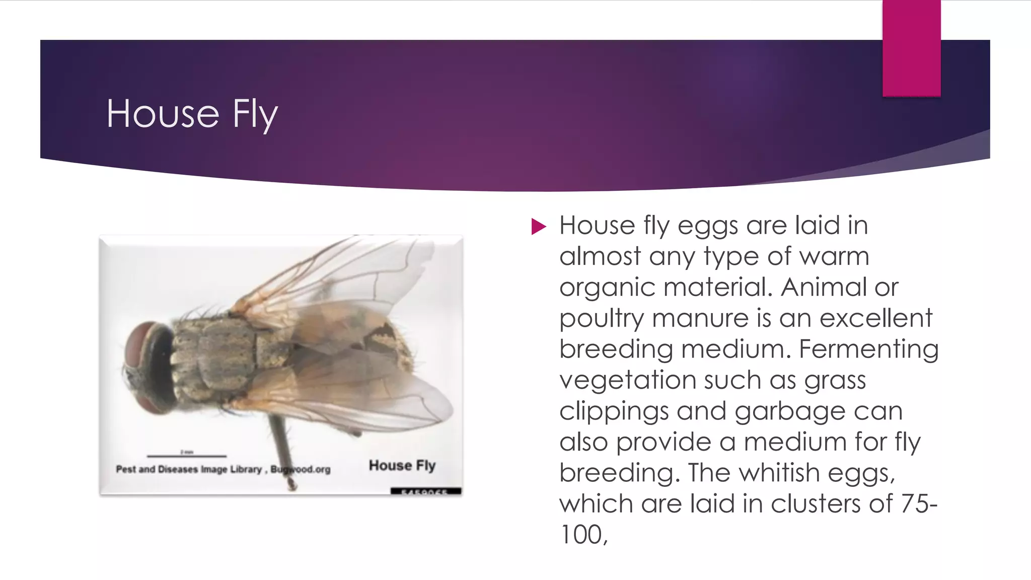 Filth Breeding Flies PDF Course.pdf