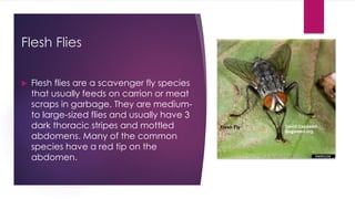 Filth Breeding Flies PDF Course.pdf