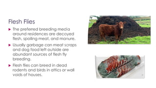 Filth Breeding Flies PDF Course.pdf
