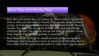 Filth Breeding Flies PDF Course.pdf