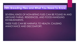 Filth Breeding Flies PDF Course.pdf
