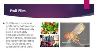 Filth Breeding Flies PDF Course.pdf