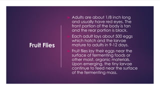 Filth Breeding Flies PDF Course.pdf