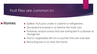 Filth Breeding Flies PDF Course.pdf
