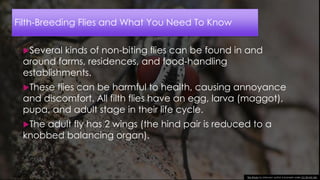 Filth Breeding Flies PDF Course.pdf