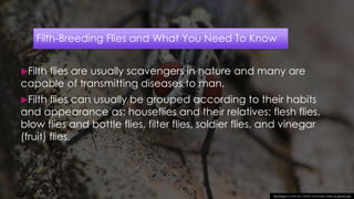 Filth Breeding Flies PDF Course.pdf