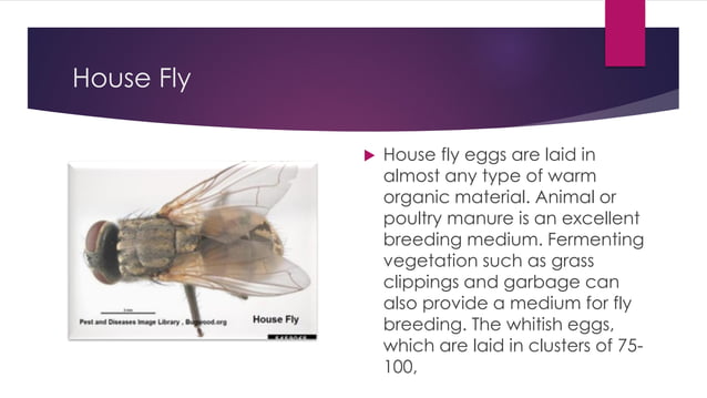 Filth Breeding Flies PDF Course.pdf