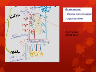 Filtración, reabsorción y secreción de diferentes sustancias | PPTX