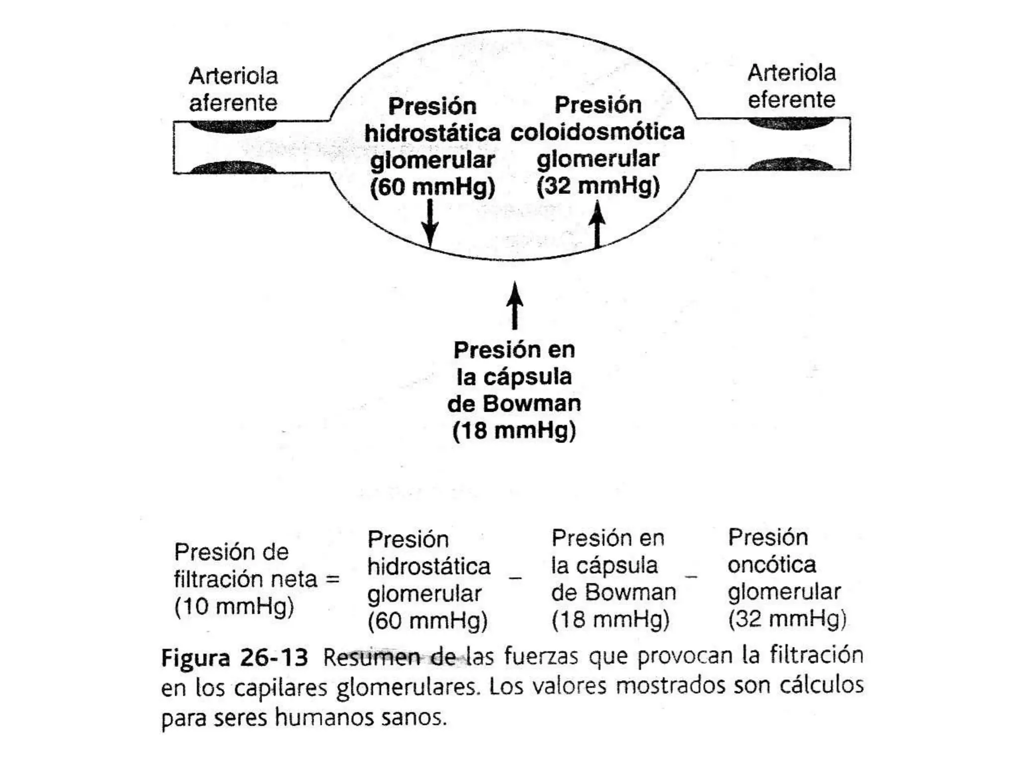 Filtrado glomerular | PPT