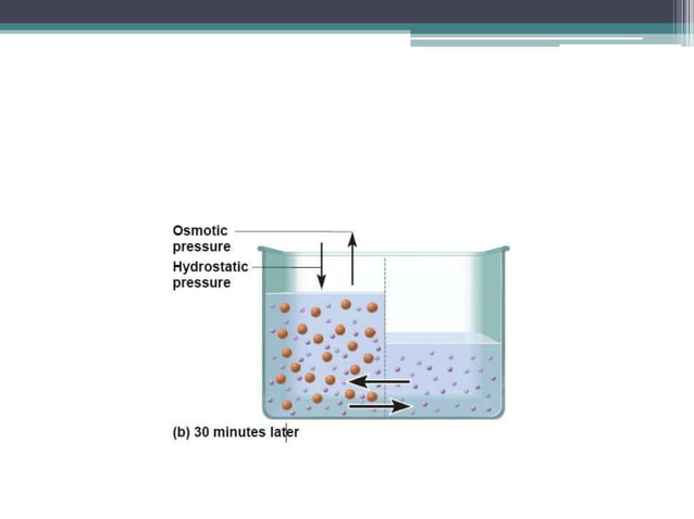 Filtration, diffusion, and osmosis | PPTX | Chemistry | Science