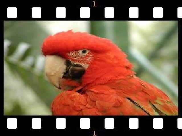 Filtros del loro practica 17 | PPT