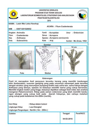 Deskripsi Spesies Filum coelenterata (Paleontologi) | PDF