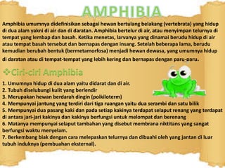 Filum_amfibi | PDF