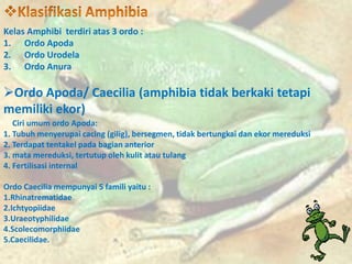 Filum_amfibi | PDF