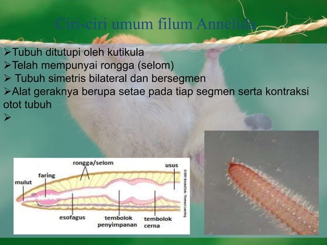Filum annelida | PPT