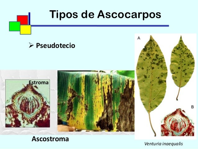 Filum ascomycota