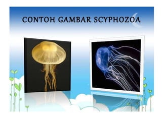 Filum coelenterata | PPT