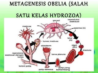 Filum coelenterata | PPT
