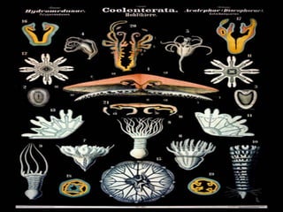 Filum coelenterata | PPT
