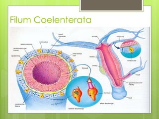 Filum Coelenterata | PPTX