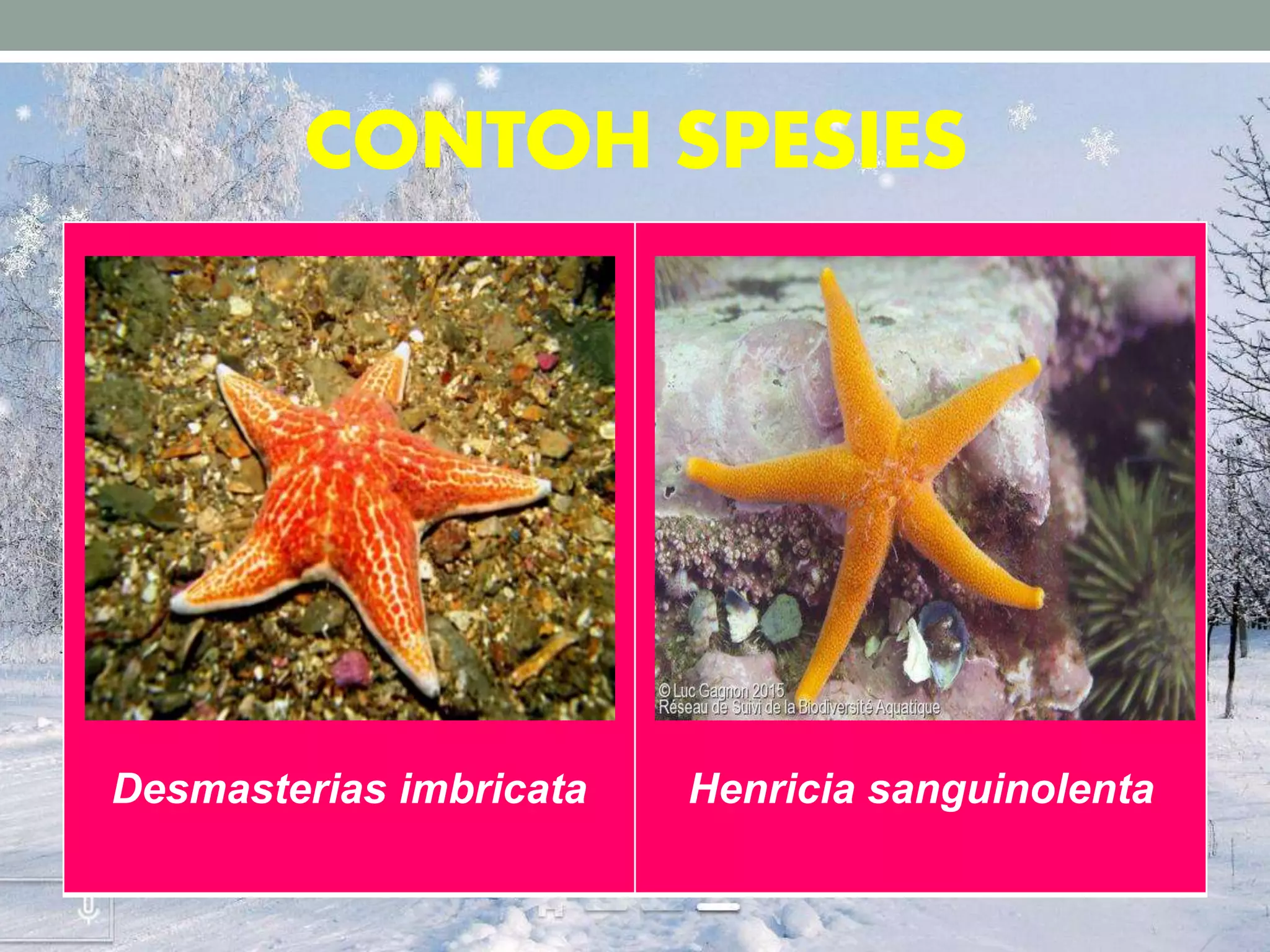 Filum echinodermata | PPTX
