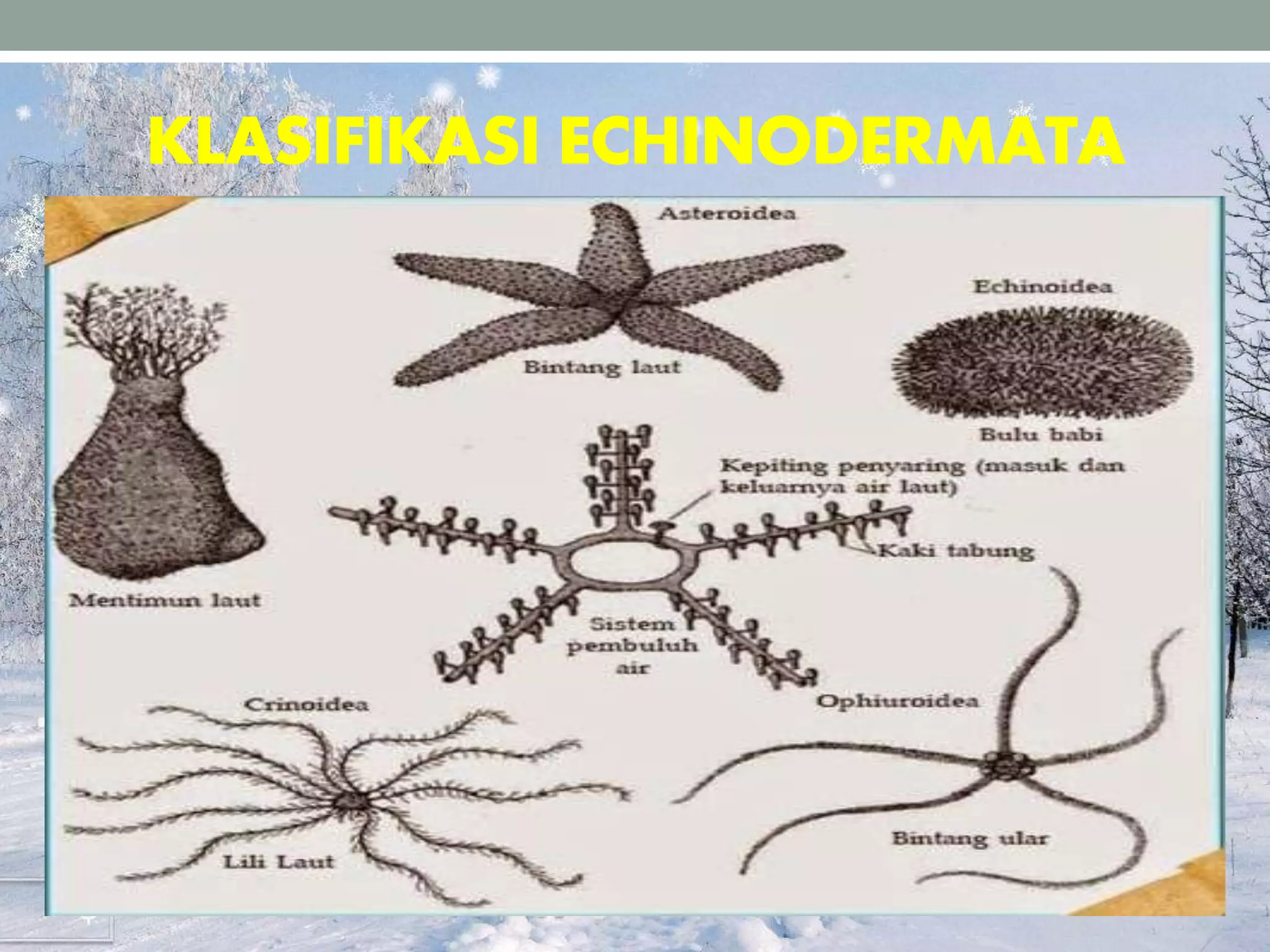 Filum echinodermata | PPTX