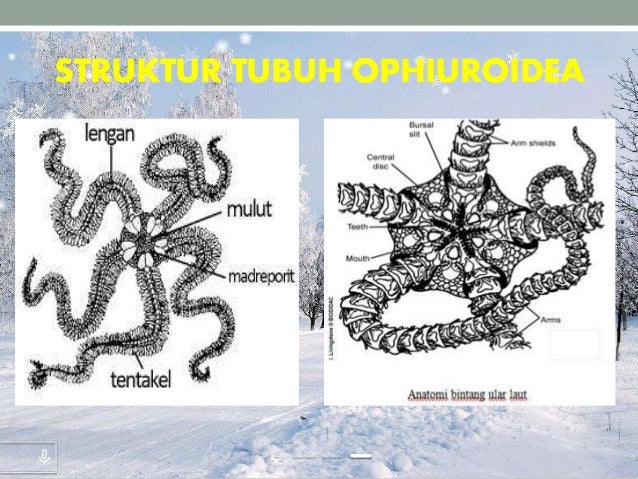 Filum echinodermata
