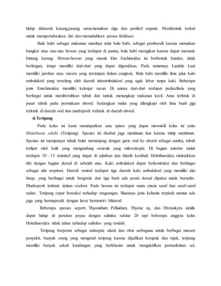 Filum echinodermatafg | PDF