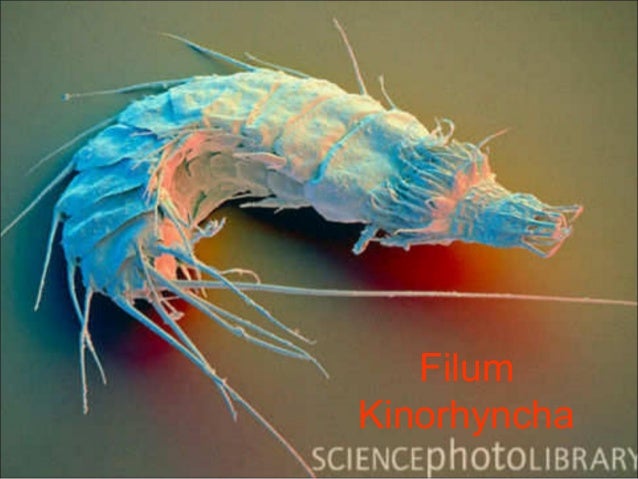 Filum kinorhyncha