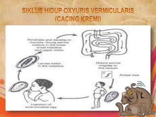Filum Nemathelminthes (Cacing Gilig) | PPT