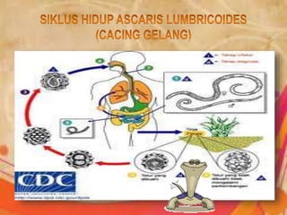 Filum Nemathelminthes (Cacing Gilig) | PPT