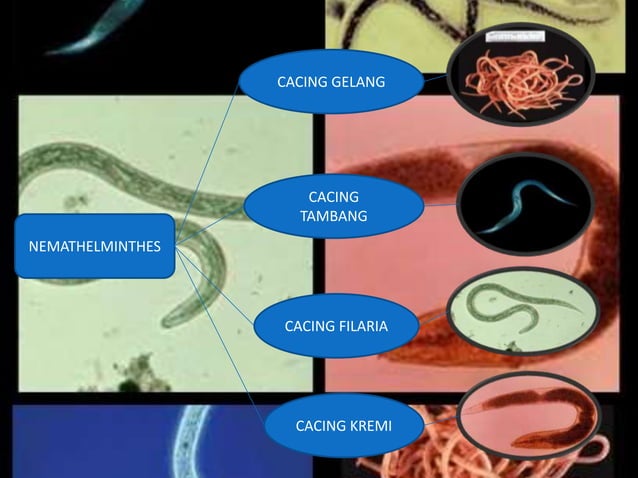 Filum nemathelminthes | PPTX