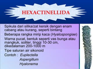 Filum porifera | PPT