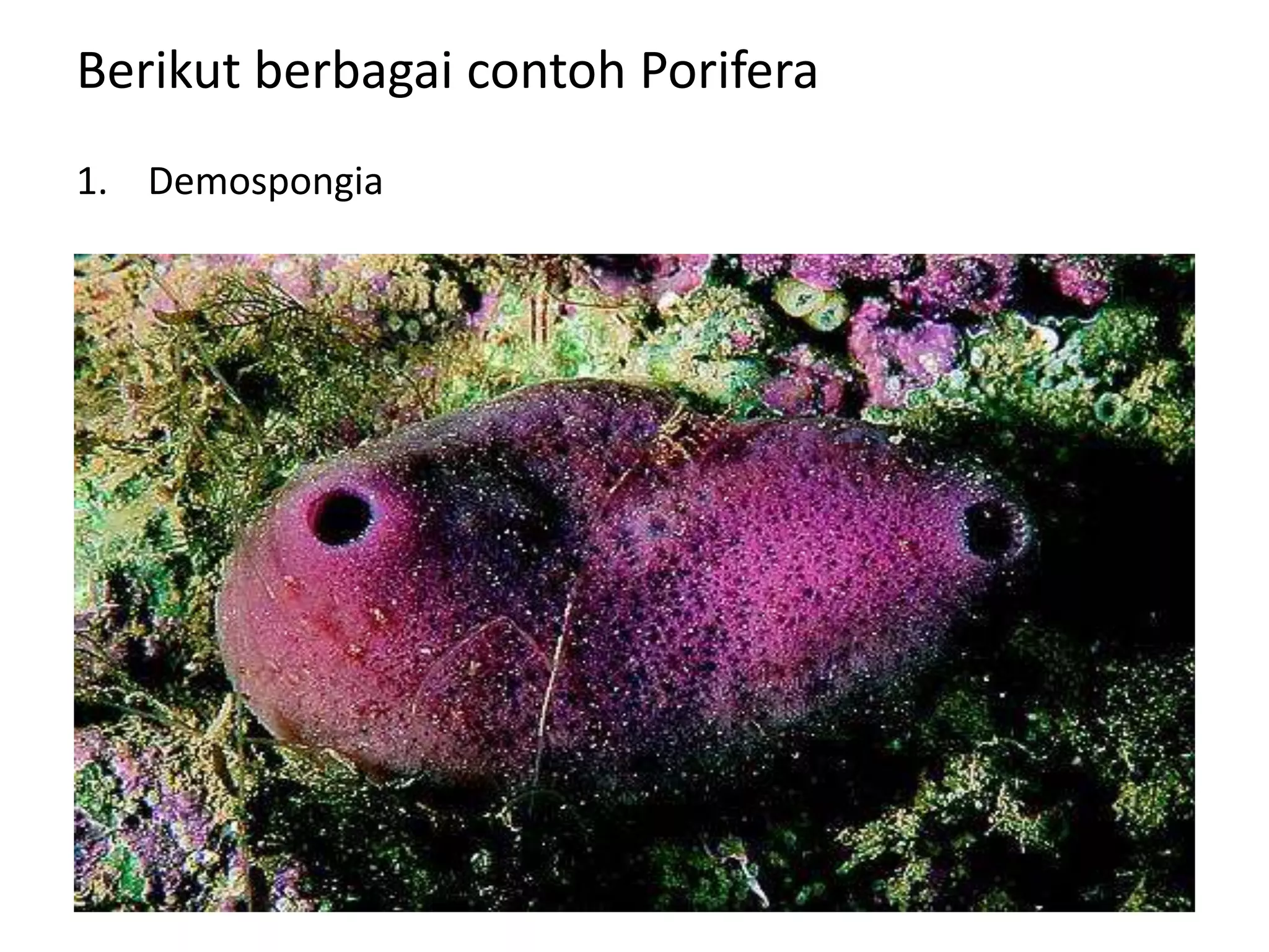 Filum porifera, coelenterata & platyhelminthes | PPTX