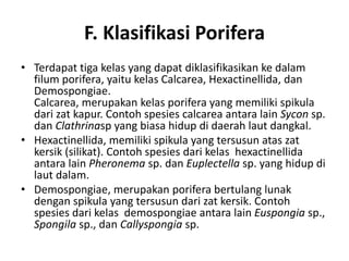 Filum porifera, coelenterata & platyhelminthes | PPT