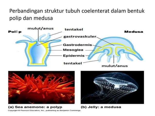 Filum porifera, coelenterata & platyhelminthes | PPT