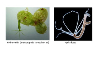 Filum porifera, coelenterata & platyhelminthes | PPTX
