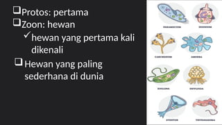 FILUM PROTOZOA.pptx FILUM PROTOZOA.pptx FILUM PROTOZOA.pptx