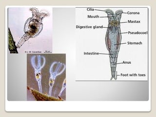 Filum rotifera | PPTX