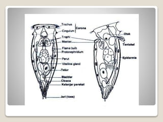 Filum rotifera | PPTX