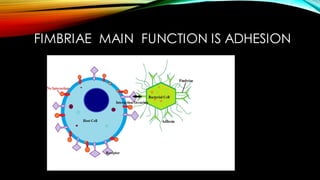 Fimbriae and pili | PDF