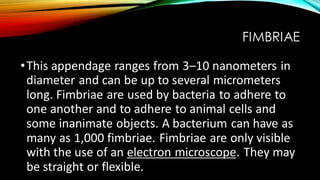Fimbriae and pili | PDF | Biological Sciences | Science