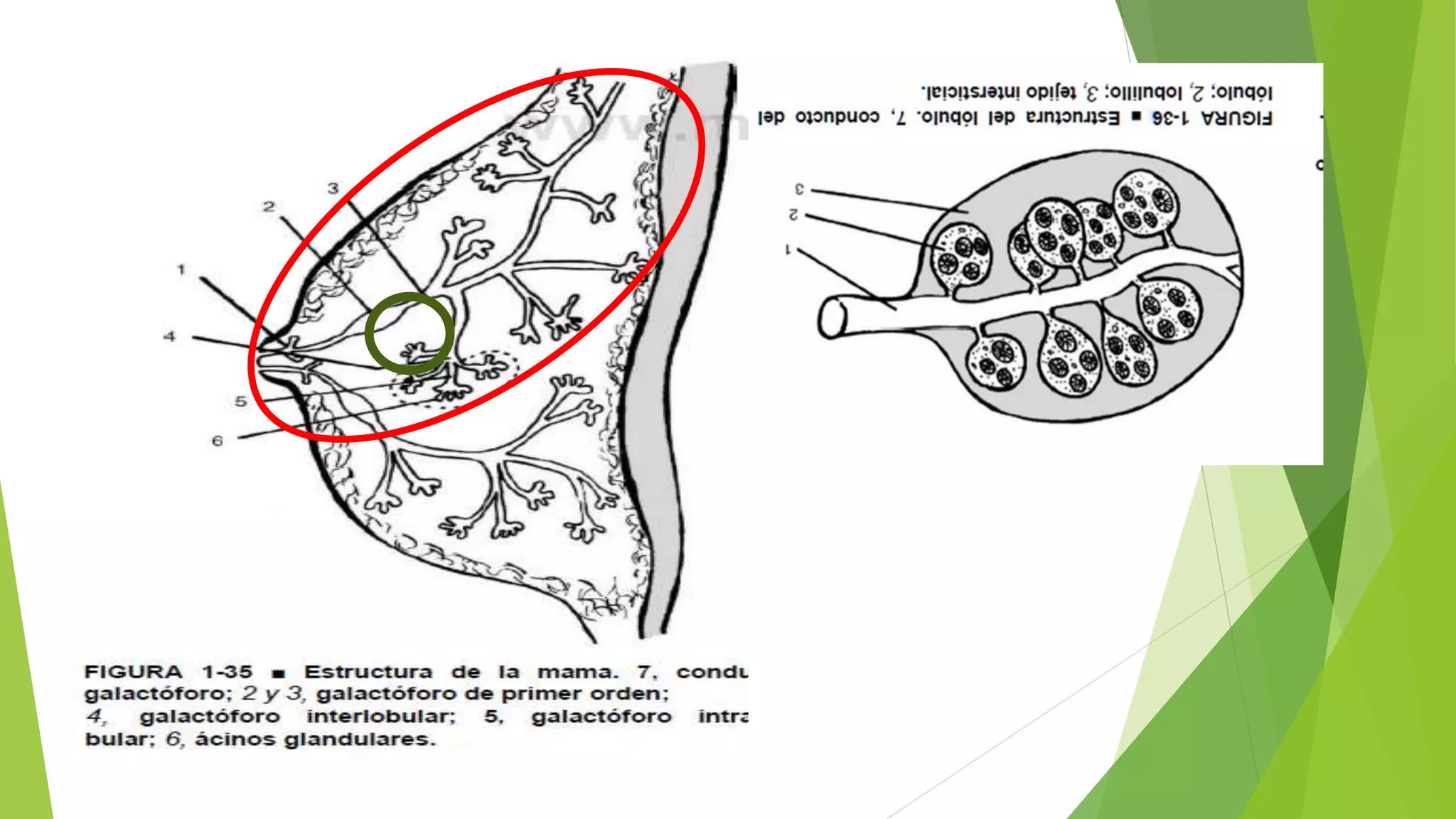 ANATOMIA_DE_MAMA.pptx